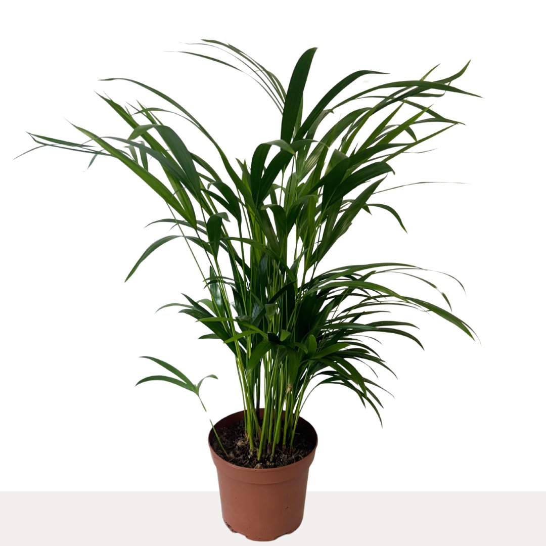 Plants – The Nursery Shop Florist